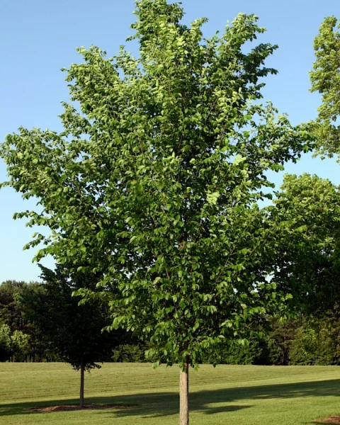 Which trees are suitable for avenues and wide streets?