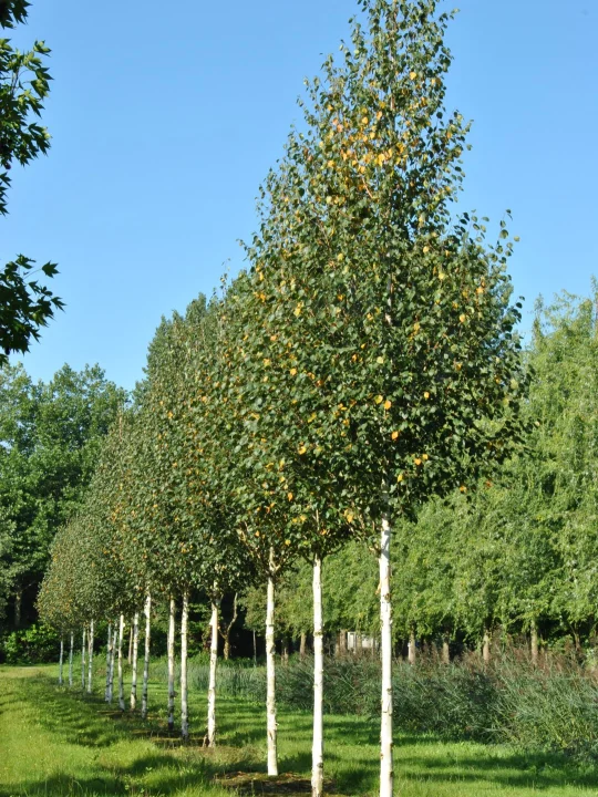 Betula albosinensis | Chinese red birch - Van den Berk Nurseries