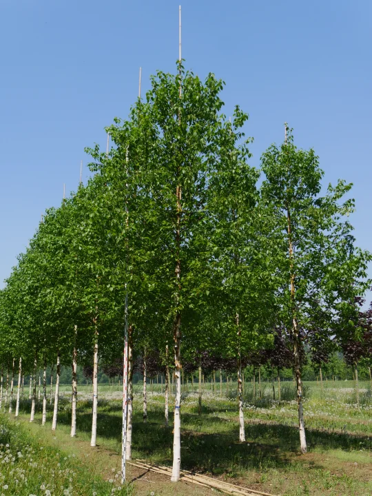 Betula albosinensis 'Fascination' | Betula albosinensis 'Fascination ...
