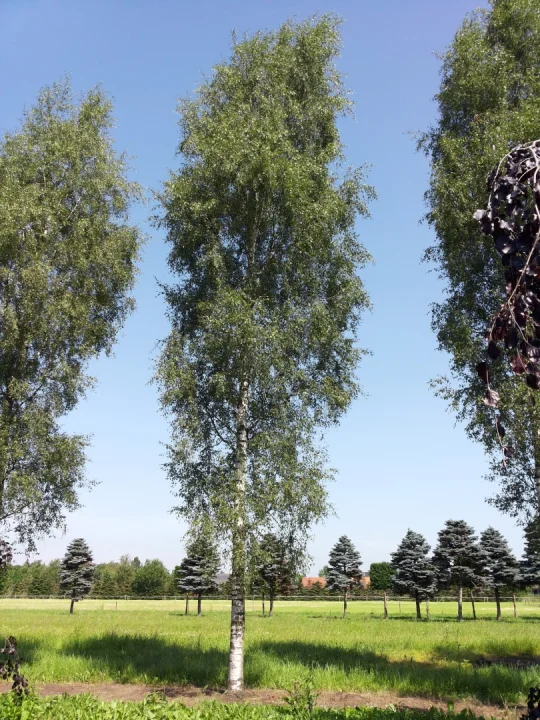 Betula pendula 'Laciniata' | Betula pendula 'Laciniata' - Van den Berk ...