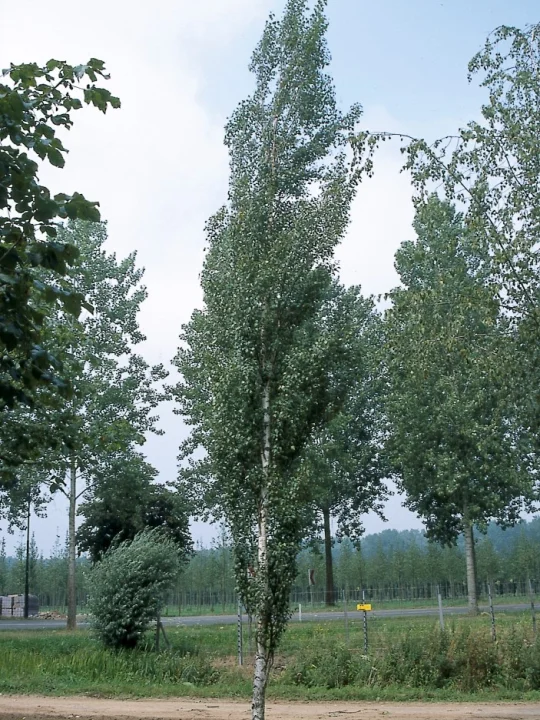 Betula pendula 'Obelisk' | Betula pendula 'Obelisk' - Van den Berk ...