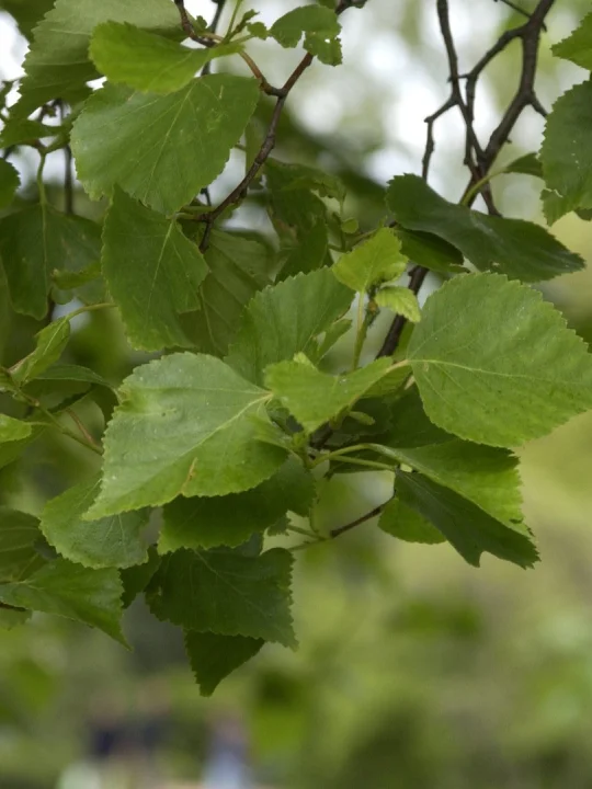 Betula platyphylla | Japanese white birch - Van den Berk Nurseries