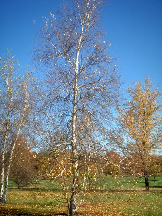 Betula populifolia 'Whitespire' | Betula populifolia 'Whitespire' - Van ...