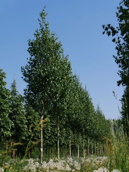 Betula utilis 'Doorenbos' | Betula utilis 'Doorenbos' - Van den Berk ...
