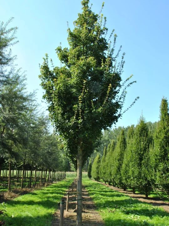 Acer campestre 'Eko Effen' | Acer campestre 'Eko Effen' - Van den Berk ...