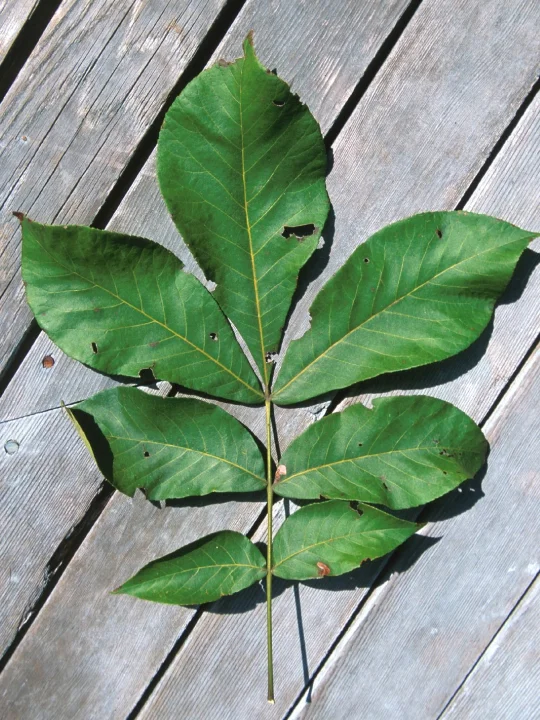 Carya glabra | Pignut hickory, Hog nut - Van den Berk Nurseries