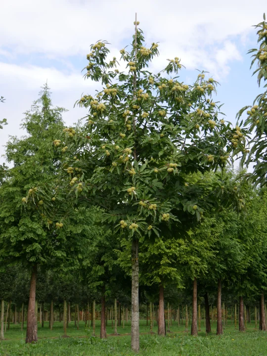 Castanea sativa | Sweet chestnut, Spanish chestnut - Van den Berk Nurseries