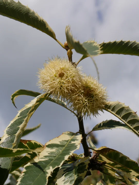 Castanea sativa 'Variegata' | Castanea sativa 'Variegata' - Van den ...