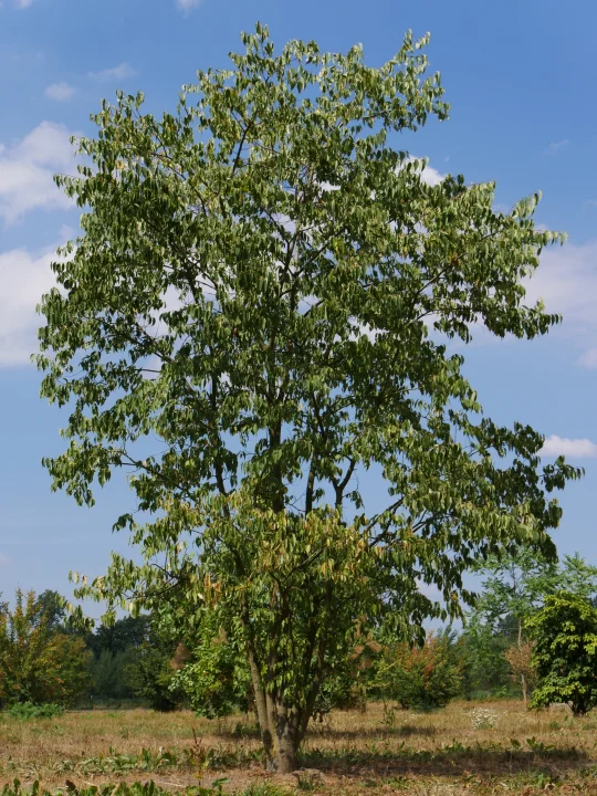 Celtis australis | Hackberry, Southern nettle tree - Van den Berk Nurseries