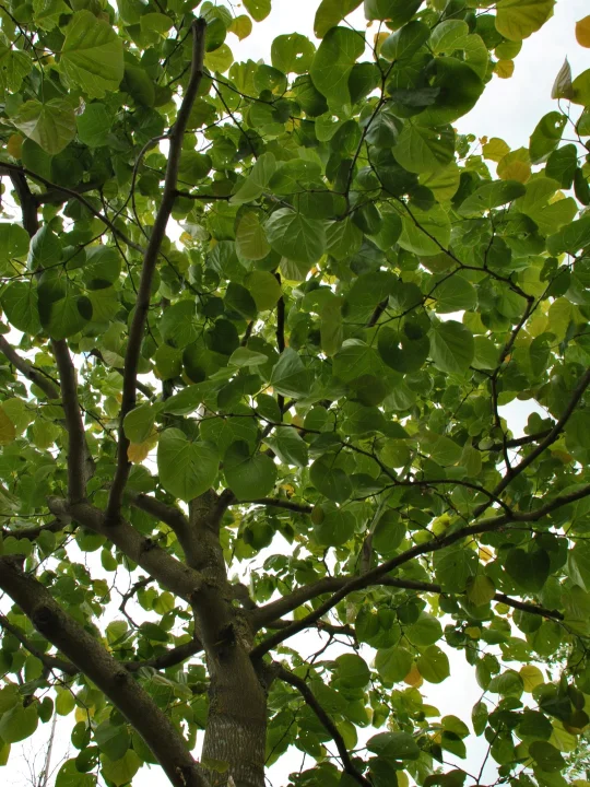 Cercis gigantea | Giant redbud - Van den Berk Nurseries