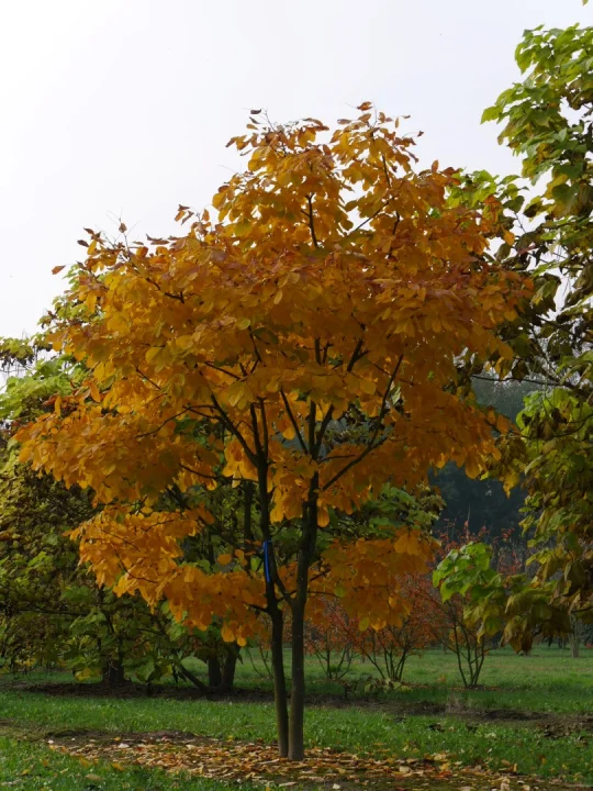Cladrastis kentukea | Yellowwood - Van den Berk Nurseries