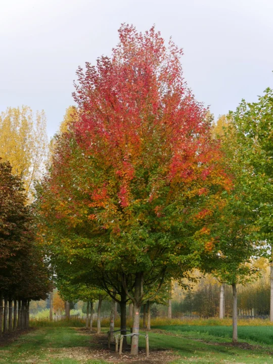 Acer ×freemanii 'Armstrong' | Acer ×freemanii 'Armstrong' - Van den ...