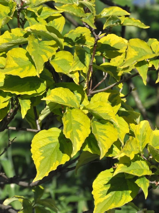 Cornus florida 'Rainbow' | Cornus florida 'Rainbow' - Van den Berk ...