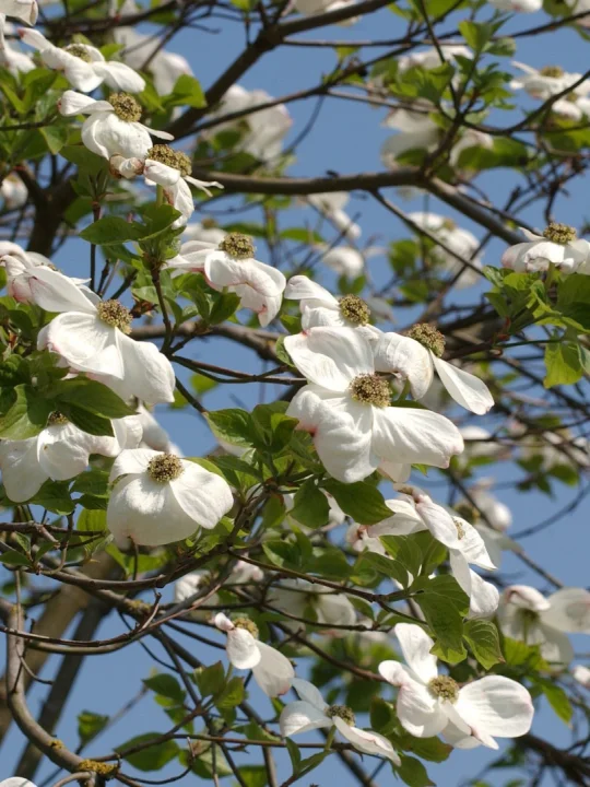 Cornus nuttallii | Western dogwood, Pacific dogwood, Mountain dogwood ...