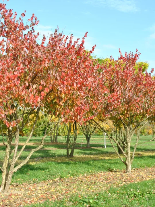 Cornus officinalis | Japanese cornel dogwood - Van den Berk Nurseries