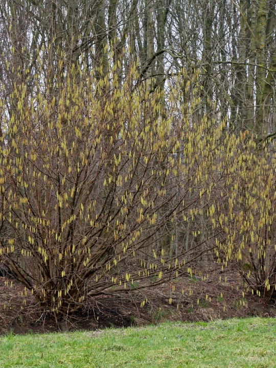 Corylus avellana | Common hazel - Van den Berk Nurseries