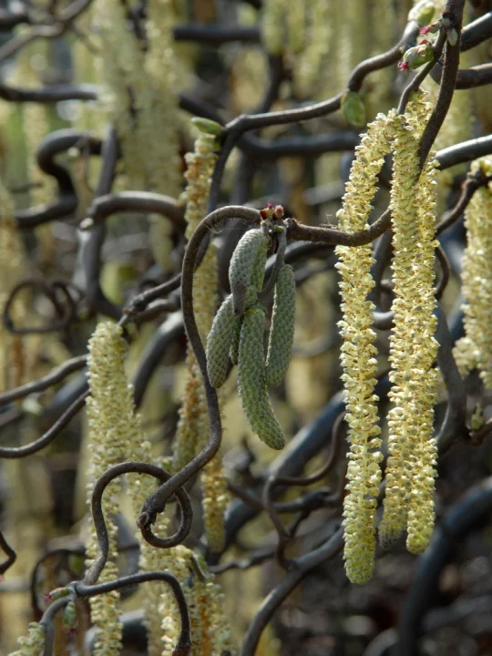 Corylus avellana 'Contorta' | Corkscrew hazel - Van den Berk Nurseries