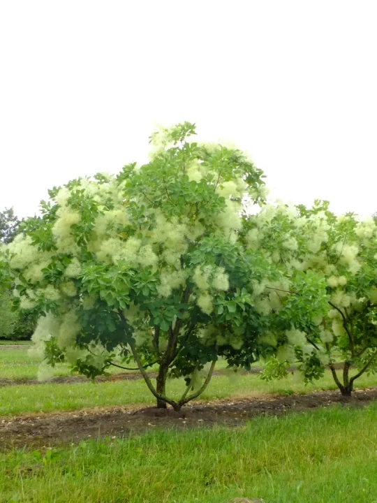 Cotinus coggygria | Cotinus coggygria - Van den Berk Nurseries