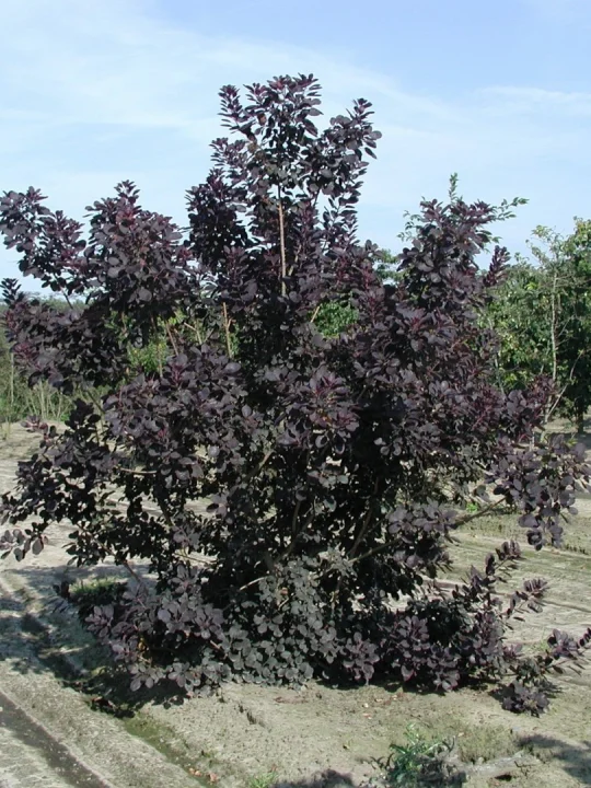 Cotinus coggygria 'Royal Purple' | Cotinus coggygria 'Royal Purple ...