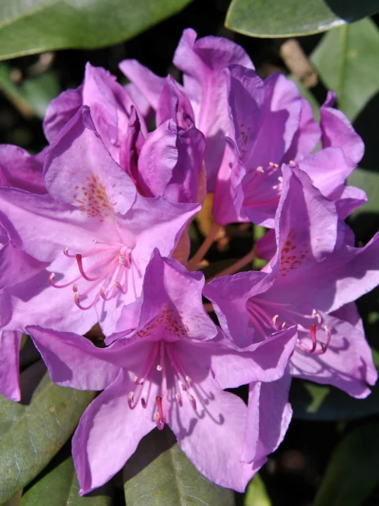 Rhododendron 'Catawbiense Boursault' | Rhododendron 'Catawbiense ...
