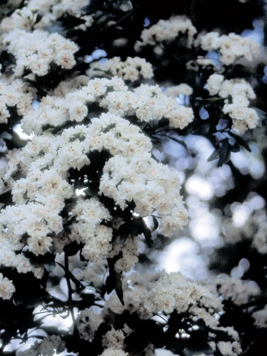Crataegus laevigata 'Plena' | Crataegus laevigata 'Plena' - Van den ...