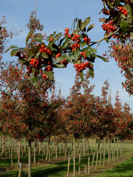Crataegus ×lavalleei 'Carrierei' | Hawthorn - Van den Berk Nurseries