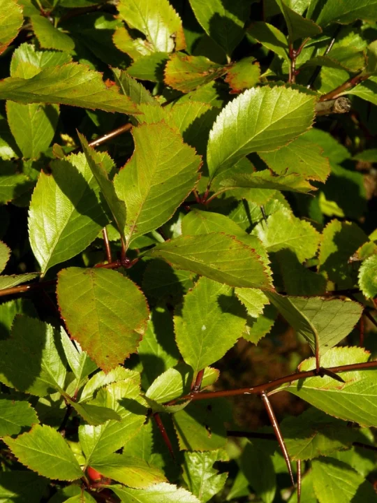 Crataegus ×persimilis | Broad-leafed cockspur hawthorn - Van den Berk ...
