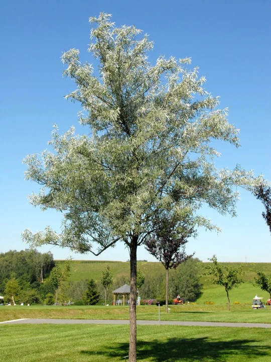 Elaeagnus angustifolia | Russian olive, Oleaster - Van den Berk Nurseries