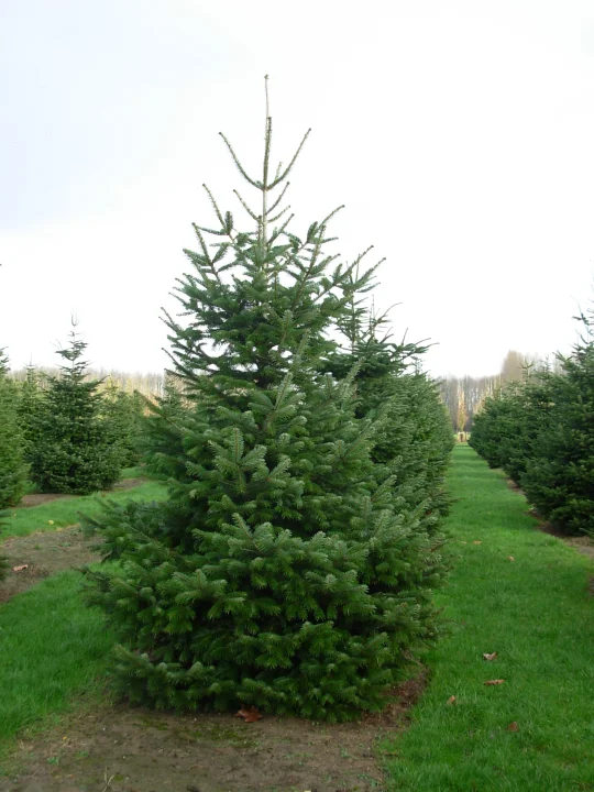 Abies nordmanniana | Nordmann fir, Caucasian fir - Van den Berk Nurseries