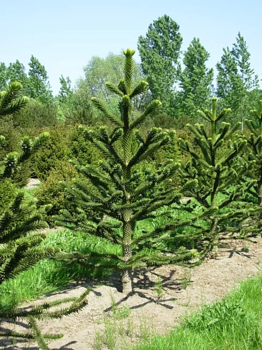 Araucaria araucana | Monkey puzzle, Chile pine - Van den Berk Nurseries