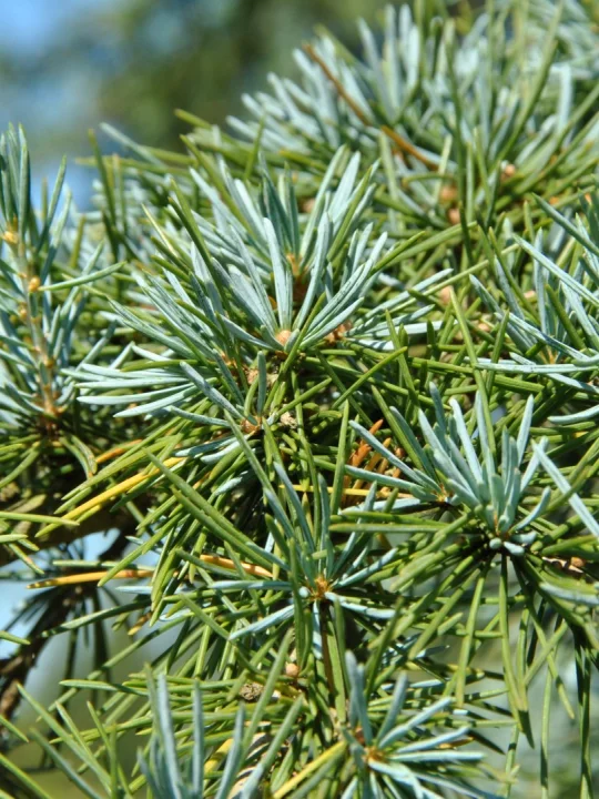 Cedrus deodara 'Karl Fuchs' | Cedrus deodara 'Karl Fuchs' - Van den ...