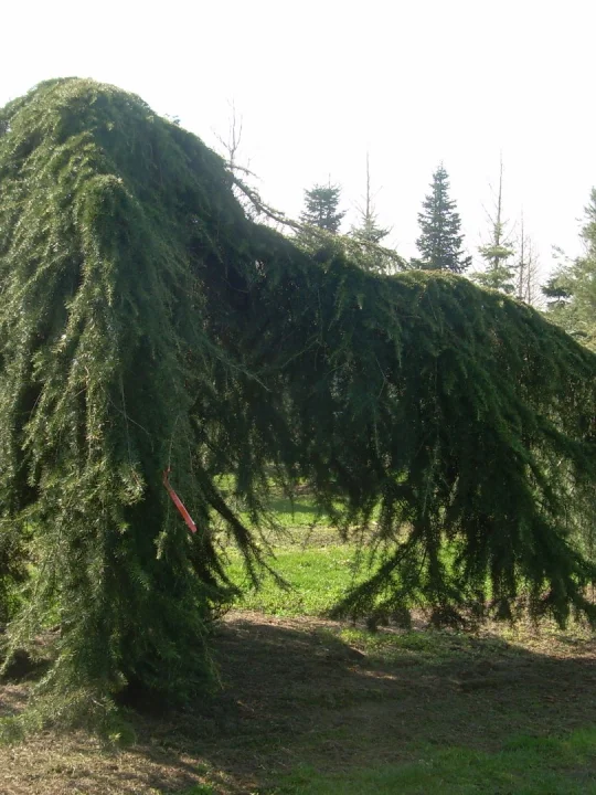 Cedrus deodara 'Pendula' | Cedrus deodara 'Pendula' - Van den Berk ...