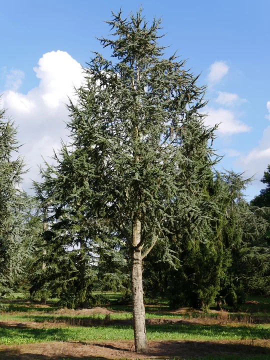 Cedrus libani 'Glauca Fastigiata' | Cedrus libani 'Glauca Fastigiata ...
