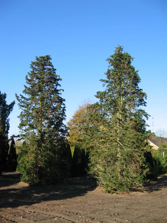 Chamaecyparis lawsoniana 'Wisselii' | Chamaecyparis lawsoniana 'Wisselii' - Van den Berk Nurseries