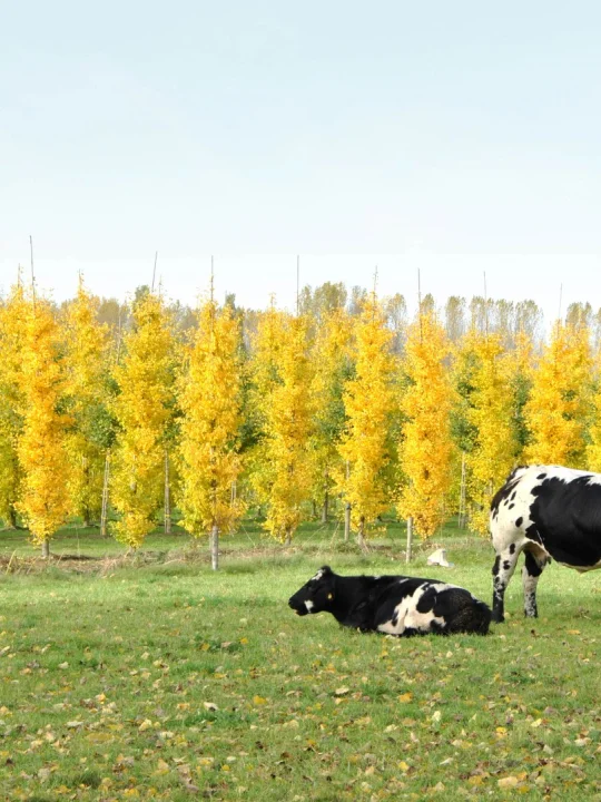 Ginkgo biloba 'Autumn Gold' | Ginkgo biloba 'Autumn Gold' - Van den ...