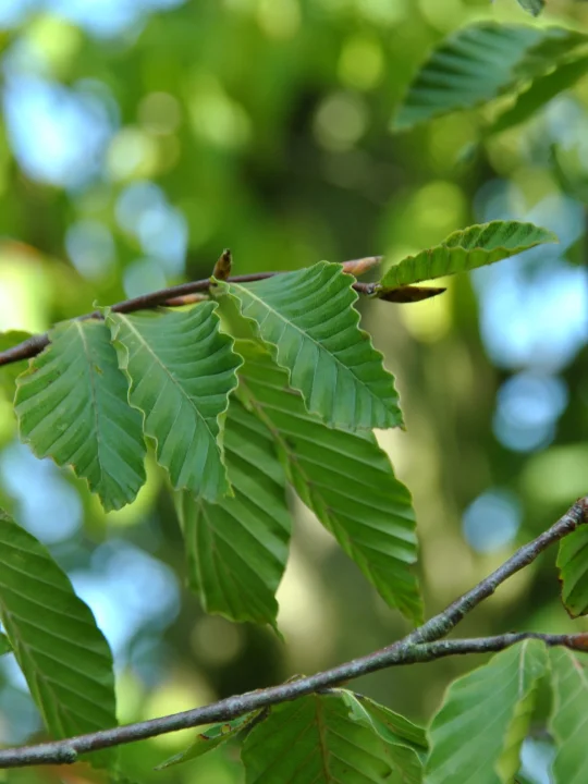 Fagus grandifolia var. caroliniana | Fagus grandifolia var. caroliniana ...