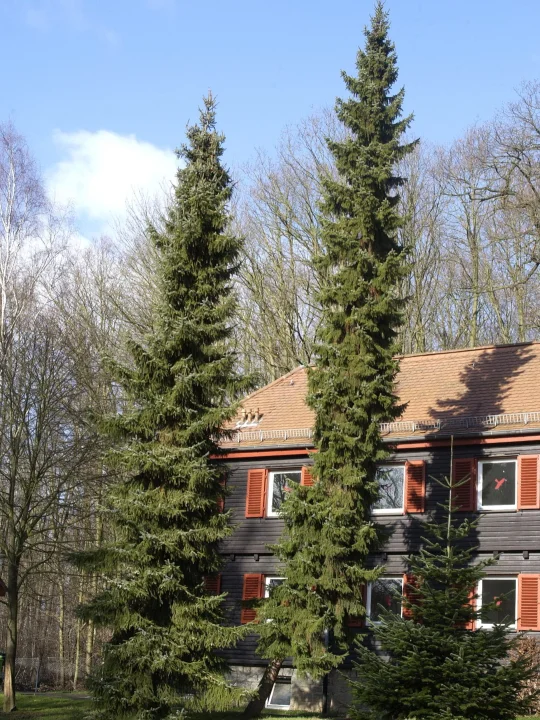 Siberian Spruce Tree