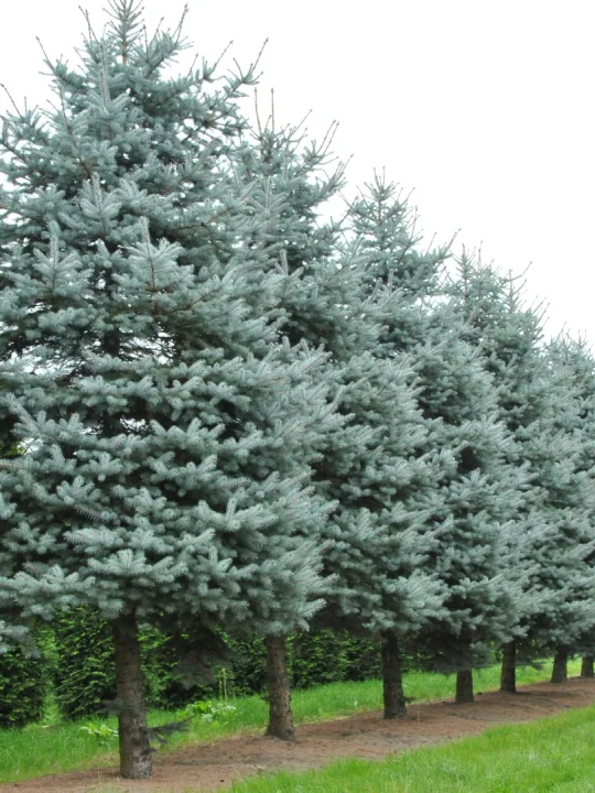 Picea pungens CHRISTMAS BLUE ('Blue Diamond') | Picea pungens CHRISTMAS ...
