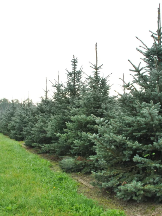 Picea pungens 'Fat Albert' | Picea pungens 'Fat Albert' - Van den Berk ...