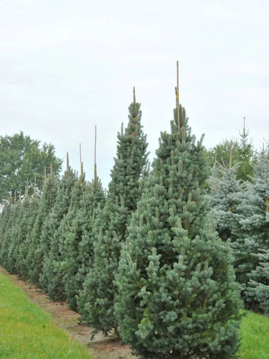 Picea pungens 'Iseli Fastigiate' | Picea pungens 'Iseli Fastigiate ...
