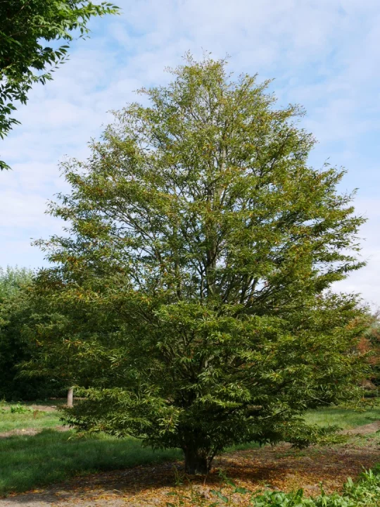 Fagus sylvatica 'Aspleniifolia' | Fern-leaved Beech - Van den Berk ...