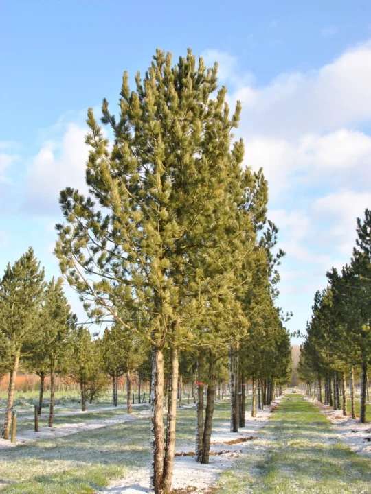Pinus cembra | Arolla pine, Swiss stone pine - Van den Berk Nurseries