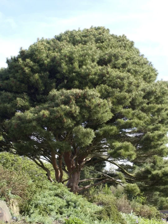 Pinus densiflora 'Umbraculifera' | Pinus densiflora 'Umbraculifera ...