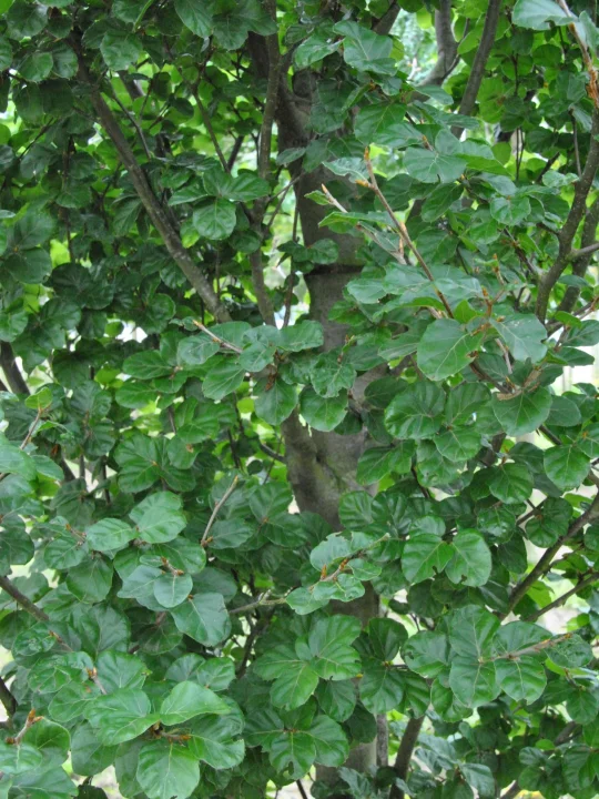Fagus sylvatica 'Cockleshell' | Fagus sylvatica 'Cockleshell' - Van den ...