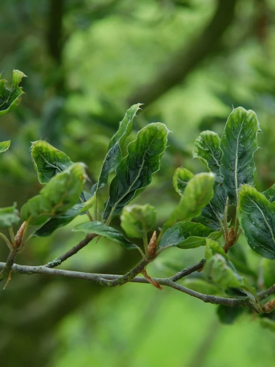 Fagus sylvatica 'Greenwood' | Fagus sylvatica 'Greenwood' - Van den ...