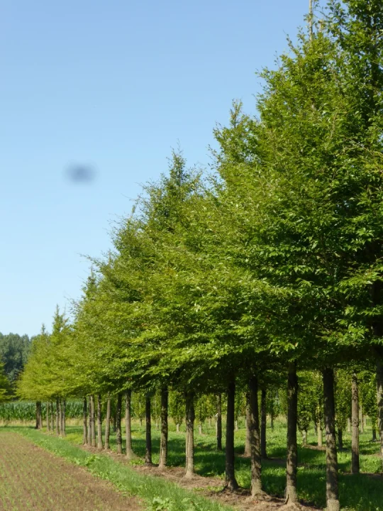 Fagus sylvatica 'Laciniata' | Fagus sylvatica 'Laciniata' - Van den ...