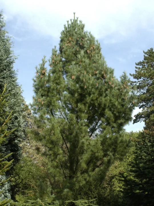 Pinus strobus 'Fastigiata' | Pinus strobus 'Fastigiata' - Van den Berk ...