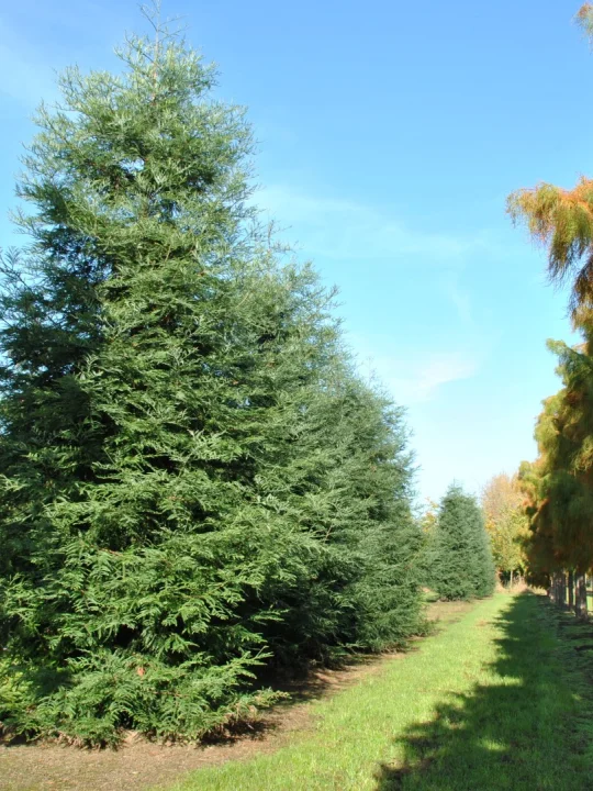 Sequoia sempervirens 'Winter Blue' | Sequoia sempervirens 'Winter Blue ...