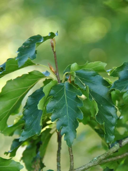 Fagus sylvatica 'Quercifolia' | Fagus sylvatica 'Quercifolia' - Van den ...