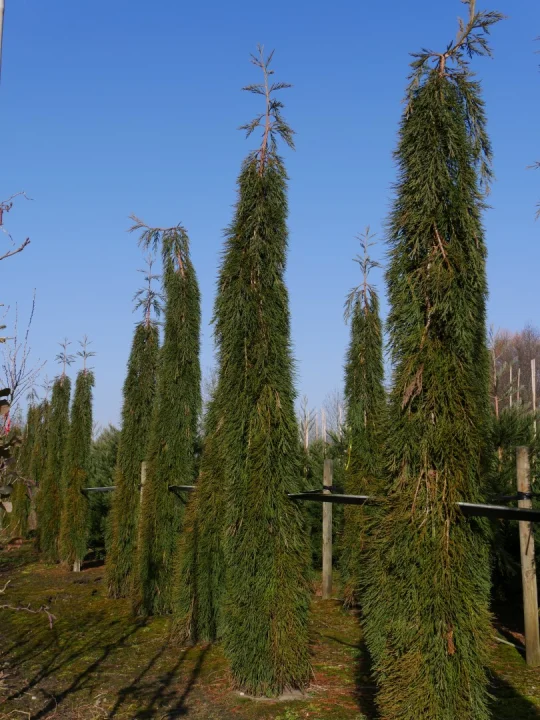 Sequoiadendron giganteum 'Pendulum' | Sequoiadendron giganteum ...